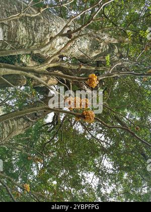 beech orange (Cyttaria gunnii) Fungi Stock Photo - Alamy