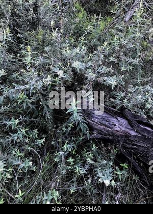 Sagewood (Buddleja salviifolia) Plantae Stock Photo - Alamy