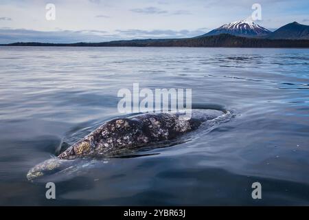 Close up detail of barnacles and whale lice on the skin of a gray whale ...