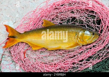 Wonderful Brazilian freshwater fish or Salminus maxillosus known as ...