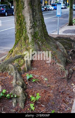 Liquidambar, (Liquidambar styraciflua), exposed street tree roots in ...