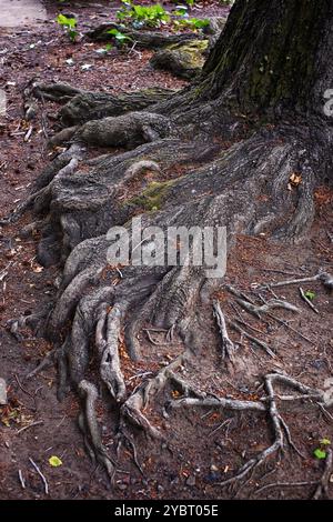Liquidambar, (Liquidambar styraciflua), exposed street tree roots in ...