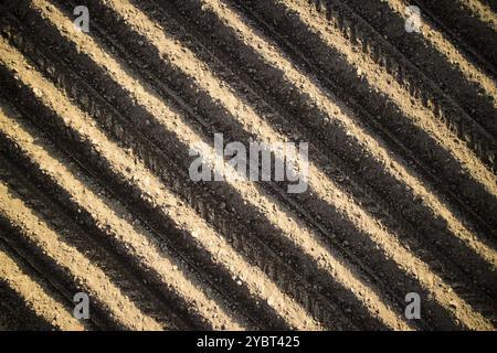 Top view of the drawing on a freshly cultivated reed Stock Photo - Alamy