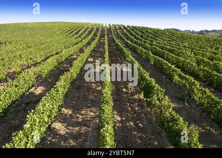 Aerial photographic documentation of the rows of a vineyard in full ...