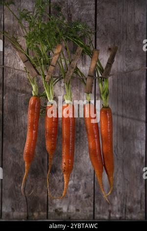 Presentation of a fresh bunch of carrots hanging by a thread Stock ...