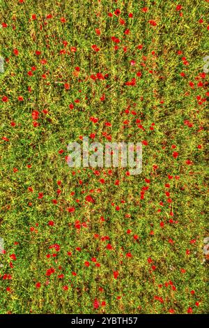 Field of red poppies. Aerial view. Beautiful field scarlet poppies ...