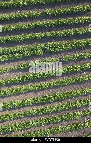 Aerial photographic documentation of a potato field Stock Photo - Alamy