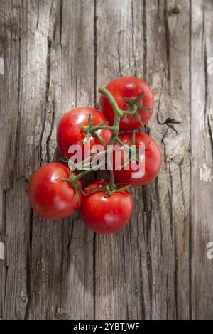 Presentation of a cluster of smooth round red tomatoes Stock Photo - Alamy