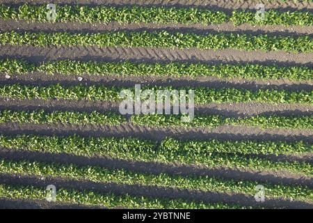 Aerial photographic documentation of a potato field Stock Photo - Alamy