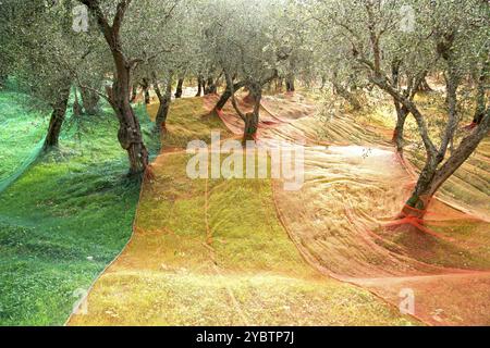 He extended networks for the Olive harvest in late fall Stock Photo - Alamy