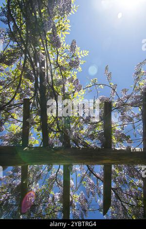 Abundant flowering wisteria in spring over a wooden support Stock Photo ...