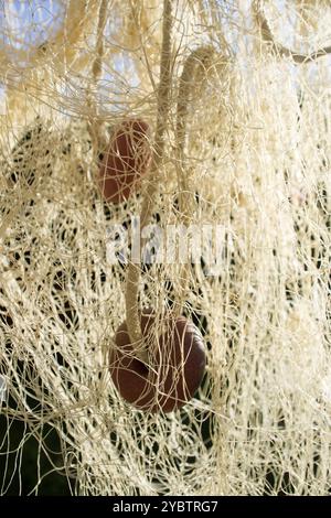 Presentation of a stretched fishing net drying in the sun Stock Photo ...