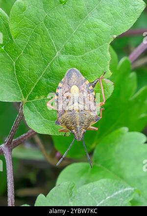 Black-shouldered Shieldbug (Carpocoris purpureipennis Stock Photo - Alamy