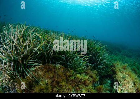 Mediterranean tapeweed, Posidonia oceanica, Cadaques, Costa Brava ...