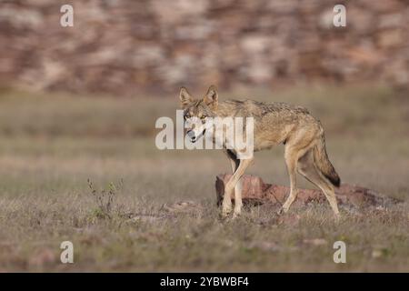 Indian Wolf is a subspecies of gray wolf that ranges from Southwest ...