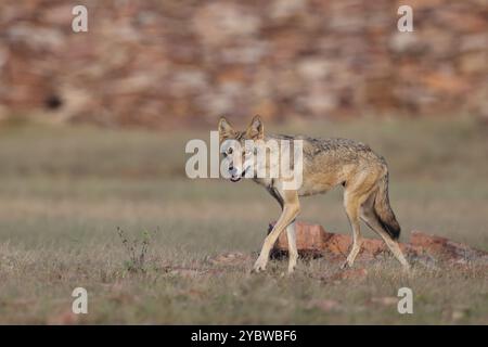 Indian Wolf is a subspecies of gray wolf that ranges from Southwest ...