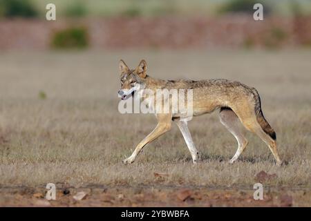 Indian Wolf is a subspecies of gray wolf that ranges from Southwest ...
