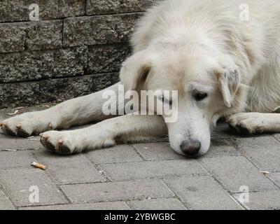 Weary Guardian: Portrait of a Tired and Sad Maremma Sheepdog Resting on ...