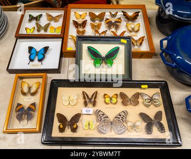 Mounted tropical butterflies in display case Stock Photo - Alamy