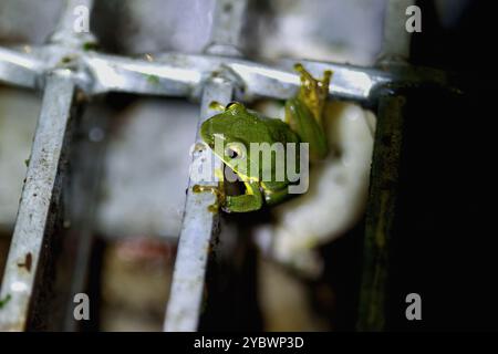 Zhangixalus taipeianus Taipei Green Tree Frog 臺北樹蛙 Stock Photo - Alamy