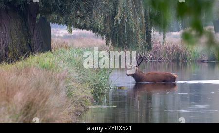 Red deer stag wading Stock Photo - Alamy