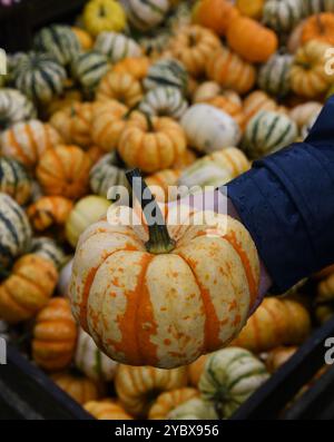 A selection of winter squashes Stock Photo - Alamy