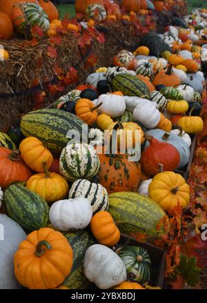 Pumpkins on display at farm Stock Photo - Alamy