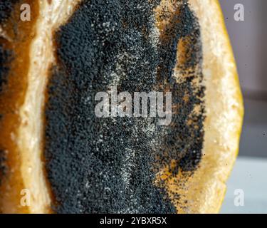 moldy zucchini, mold is formed by microscopic fungi of several species ...