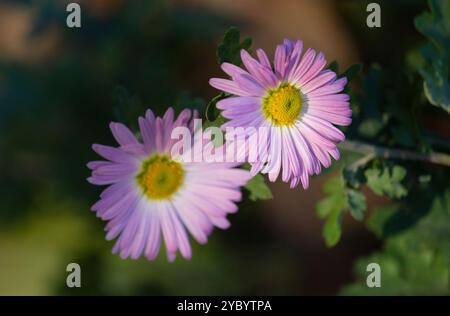 Pink chrysanthemum flower also known as flower of november Stock Photo ...