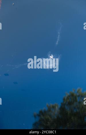 Collision mark or impact of a pigeon, against a large window of a ...