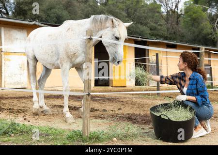 Female stable owner feeds horses with fresh hay in paddock Stock Photo ...