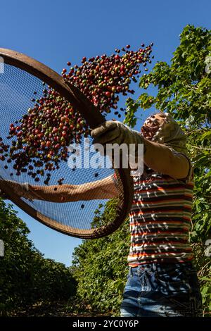 Farm coffee plantation on a sunny day Stock Photo - Alamy