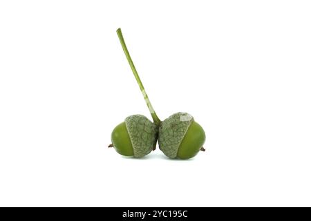 Green acorns displayed together on a white backdrop highlight natural ...