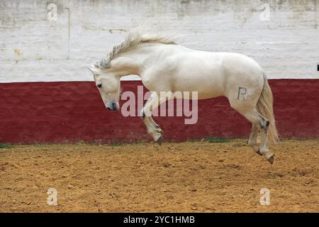 Andalusian horse, jumping, arena Stock Photo - Alamy