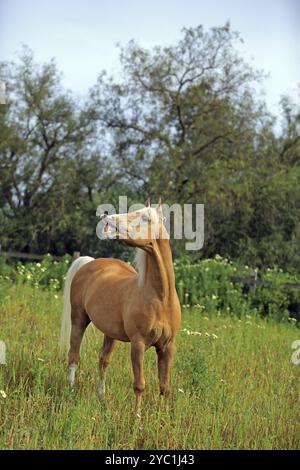 Andalusian, running, dun, horse Stock Photo - Alamy