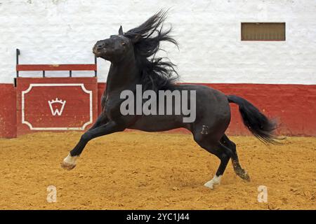 Andalusian horse, jumping, arena, black, black horse Stock Photo - Alamy