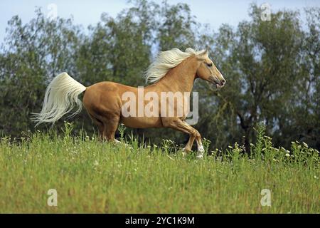 Andalusian, running, dun, horse Stock Photo - Alamy