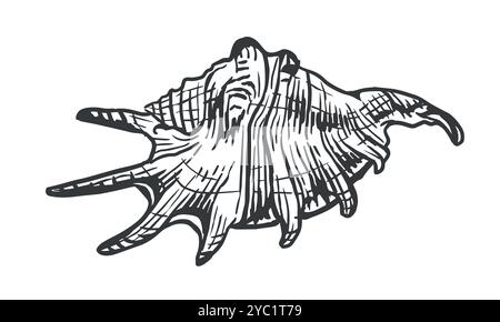 Seashell, a hand-drawn sketch style doodle. Decor element. White ...