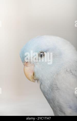 Beautiful tiny cute Forpus parrot bird, Exotic pet Stock Photo - Alamy