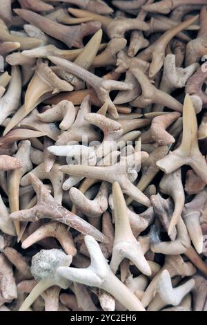 Petrified prehistoric shark tooth. Macro. Tertiary period of the ...