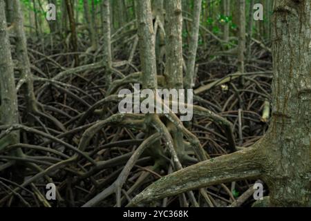 Mangrove root system in lush wetland forest. Natural coastal defense ...