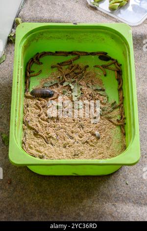 Morio Worms or Superworms, Zophobas morio, larva of Darkling Beetle ...