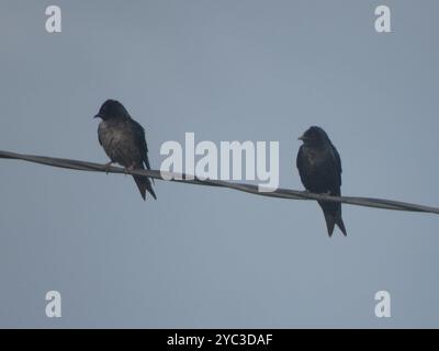 Southern Martin (Progne elegans) Aves Stock Photo - Alamy