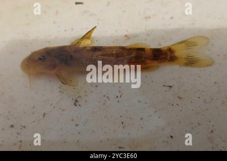 (Chiloglanis bifurcus) Actinopterygii Stock Photo - Alamy