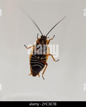 bush cockroach (Ellipsidion humerale), Insecta, Melbourne VIC ...