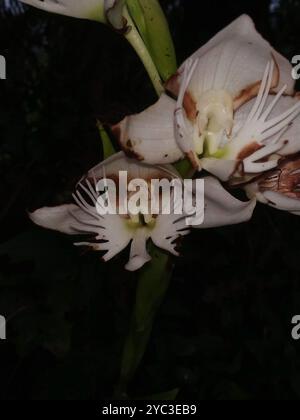 (Pecteilis gigantea) Plantae Stock Photo - Alamy