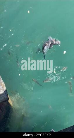 Purple Wrasse (Notolabrus fucicola) Actinopterygii Stock Photo - Alamy