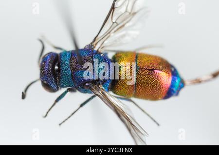 (Chrysis splendidula) Insecta Stock Photo - Alamy