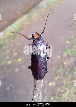 (Mallodon spinibarbis) Insecta Stock Photo - Alamy