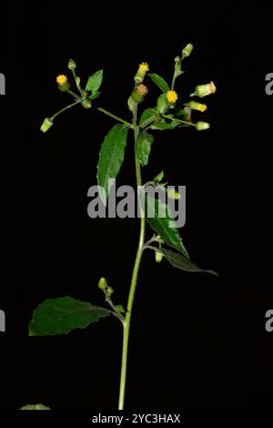 (Blumea paniculata) Plantae Stock Photo - Alamy